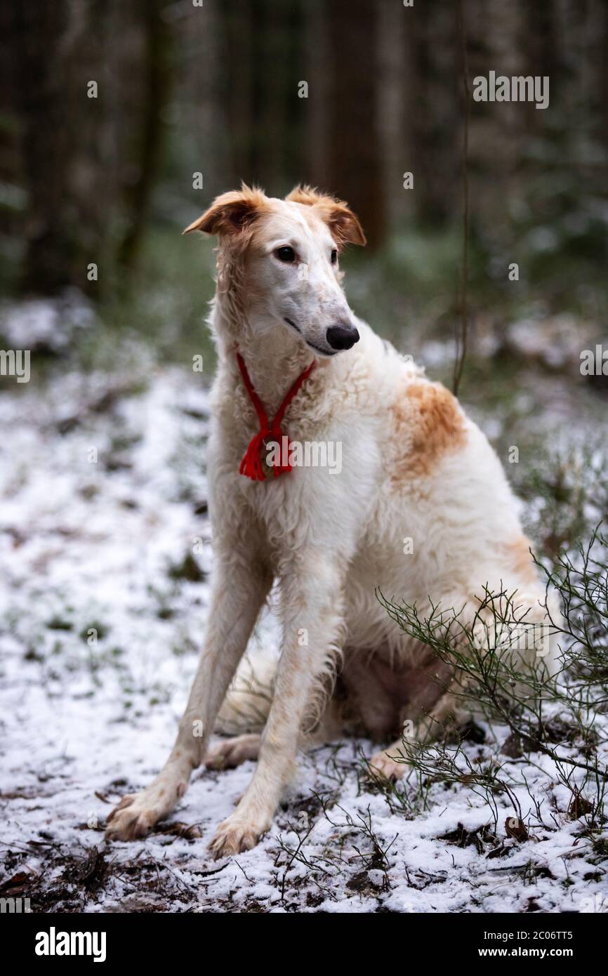 White puppy of borzoi walks outdoor at winter day, russian sighthound ...