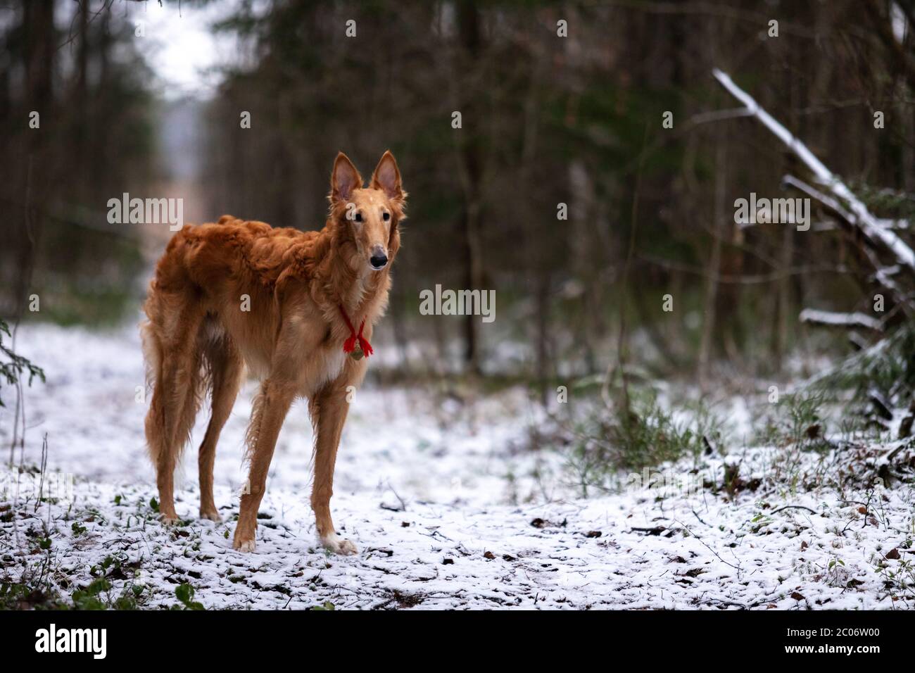 Red puppy of borzoi walks outdoor at winter day, russian sighthound ...