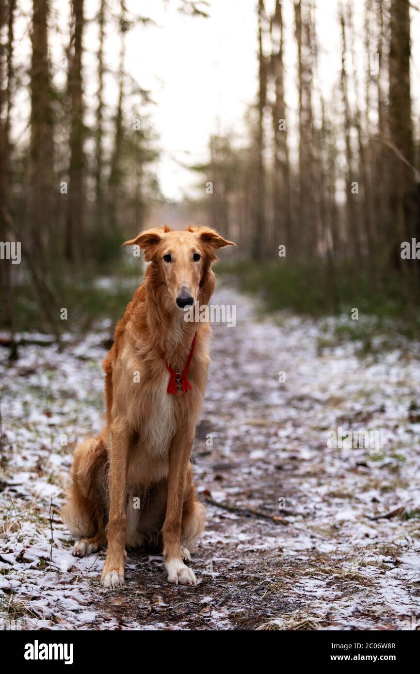 Red puppy of borzoi walks outdoor at winter day, russian sighthound ...