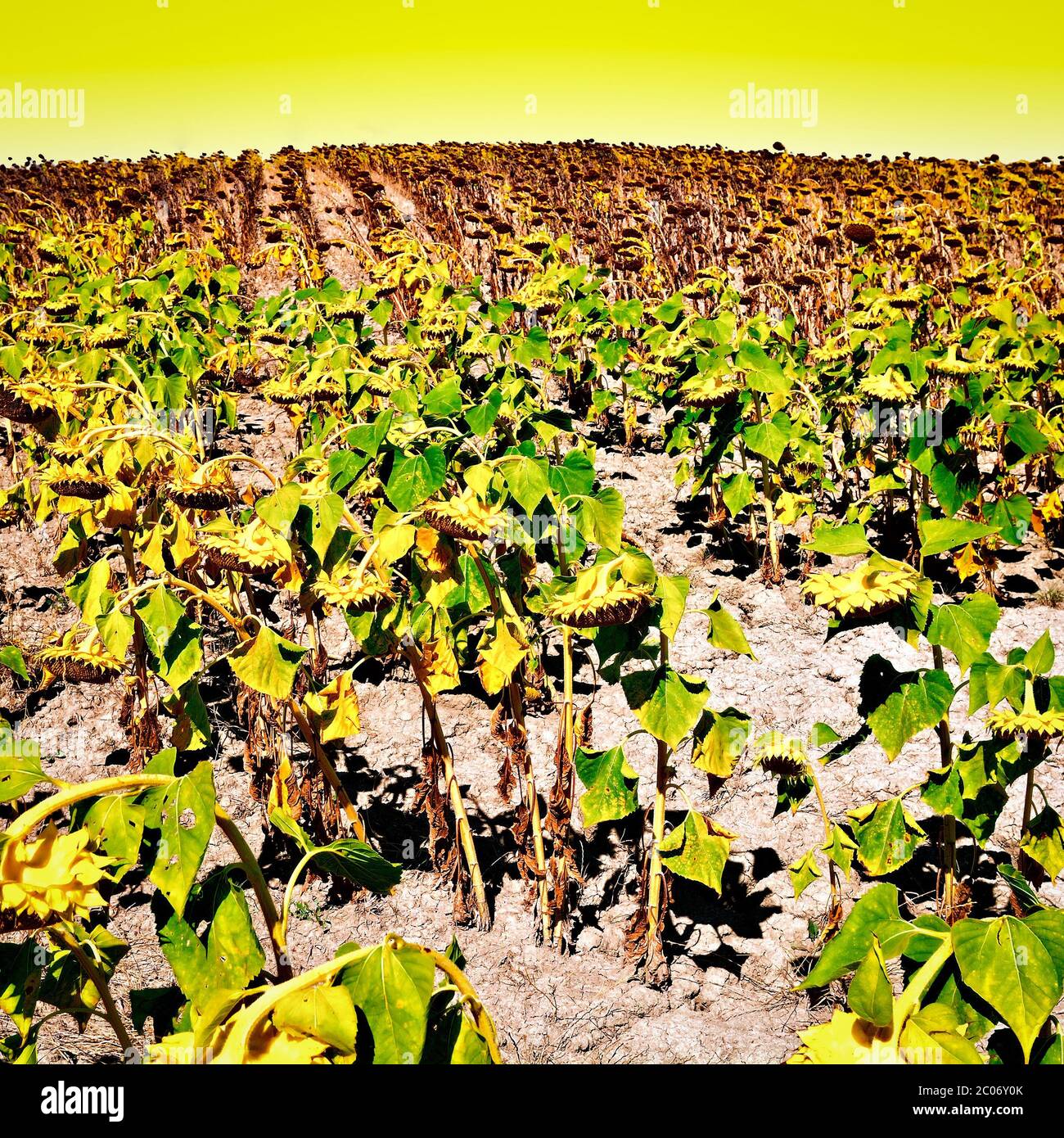Sunflower tree hi-res stock photography and images - Alamy
