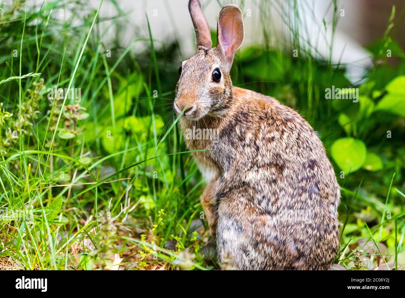 Cute bunny rabbit foraging for sweet grass to eat in the backyard Stock ...