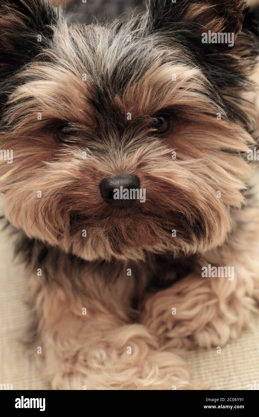 Cute yorkshire terrier hi-res stock photography and images - Alamy