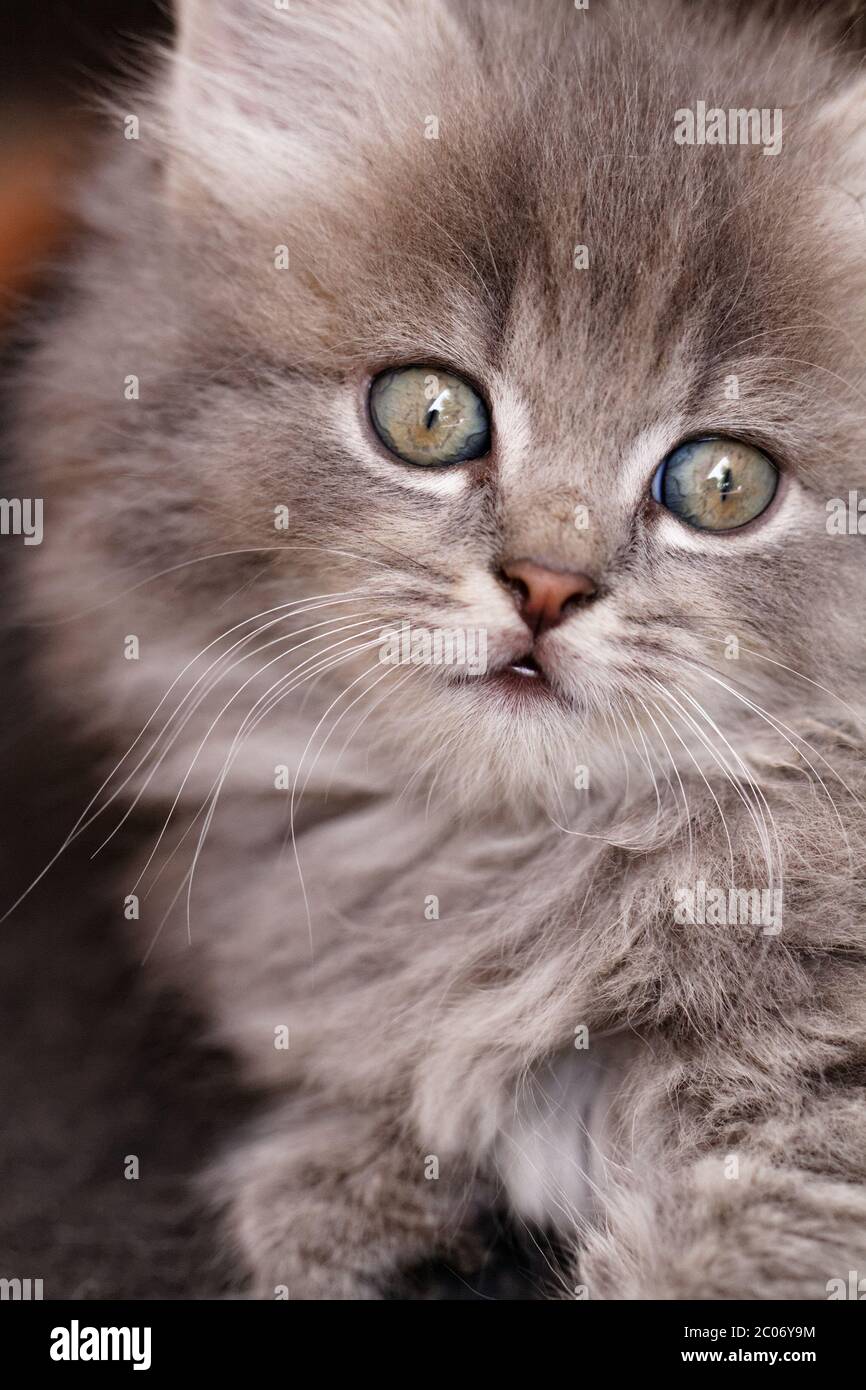 Kitten looks hi-res stock photography and images - Alamy