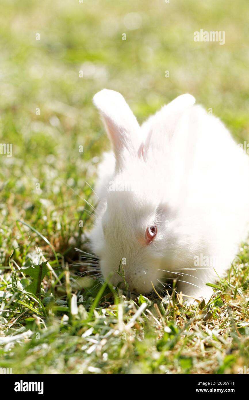 White bunny hi-res stock photography and images - Alamy