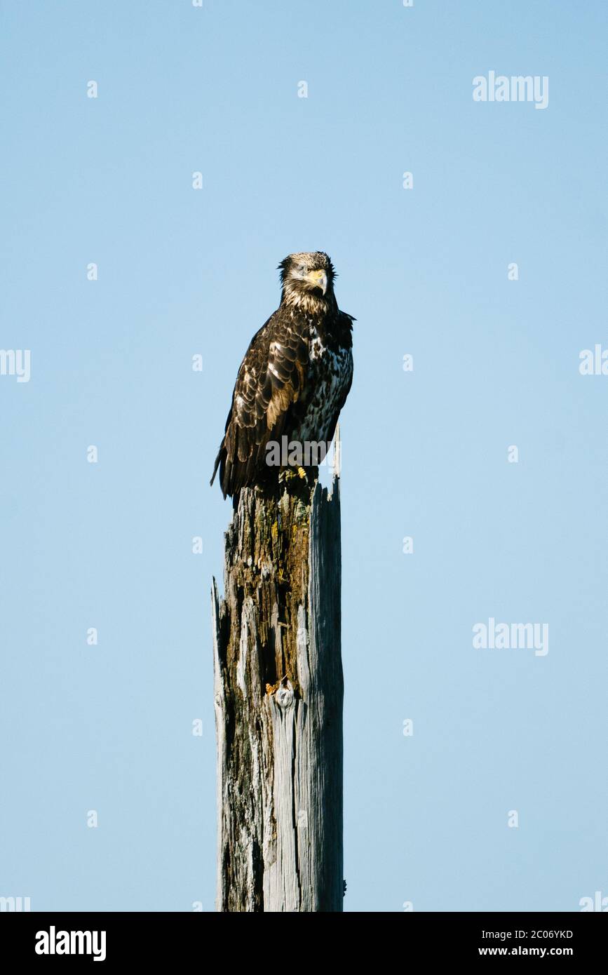 Portrait of a juvenile bald eagle perched on a post in Puget Sound ...