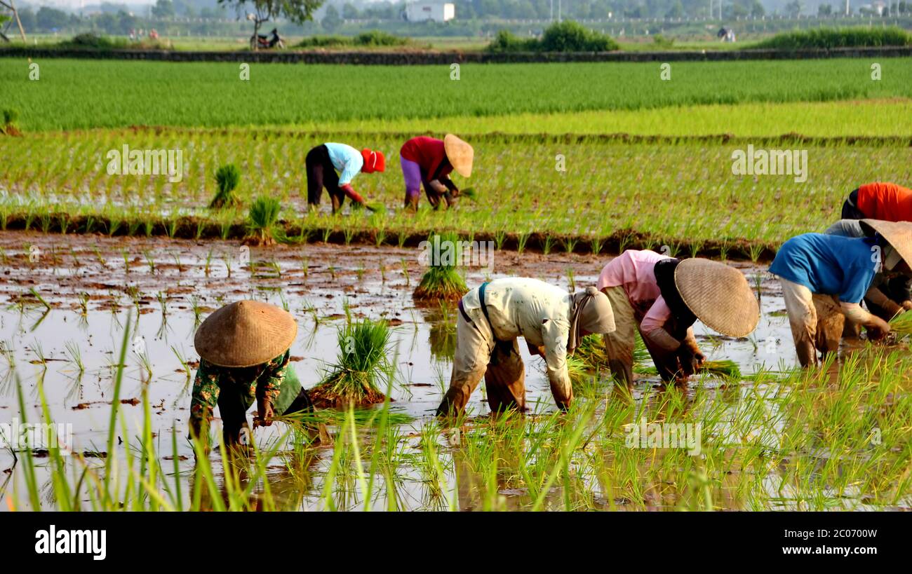 Farmers grow rice in the rainy season. They were soaked with water and ...