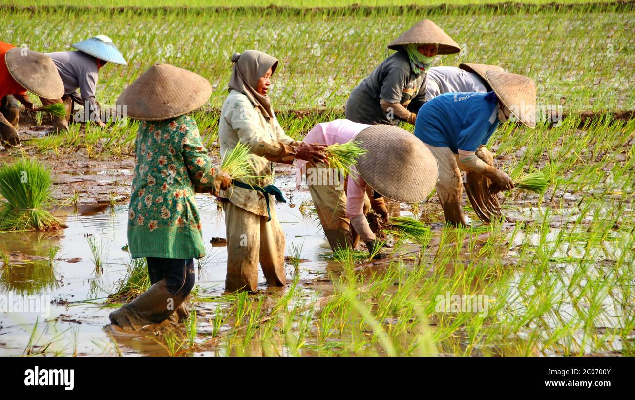 Farmers grow rice in the rainy season. They were soaked with water and ...