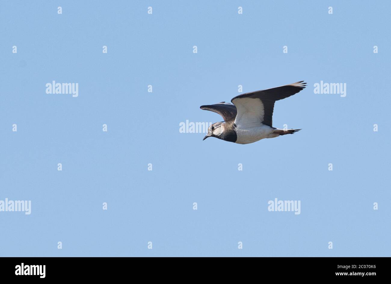 Northern lapwing (Vanellus vanellus) in flight Stock Photo - Alamy