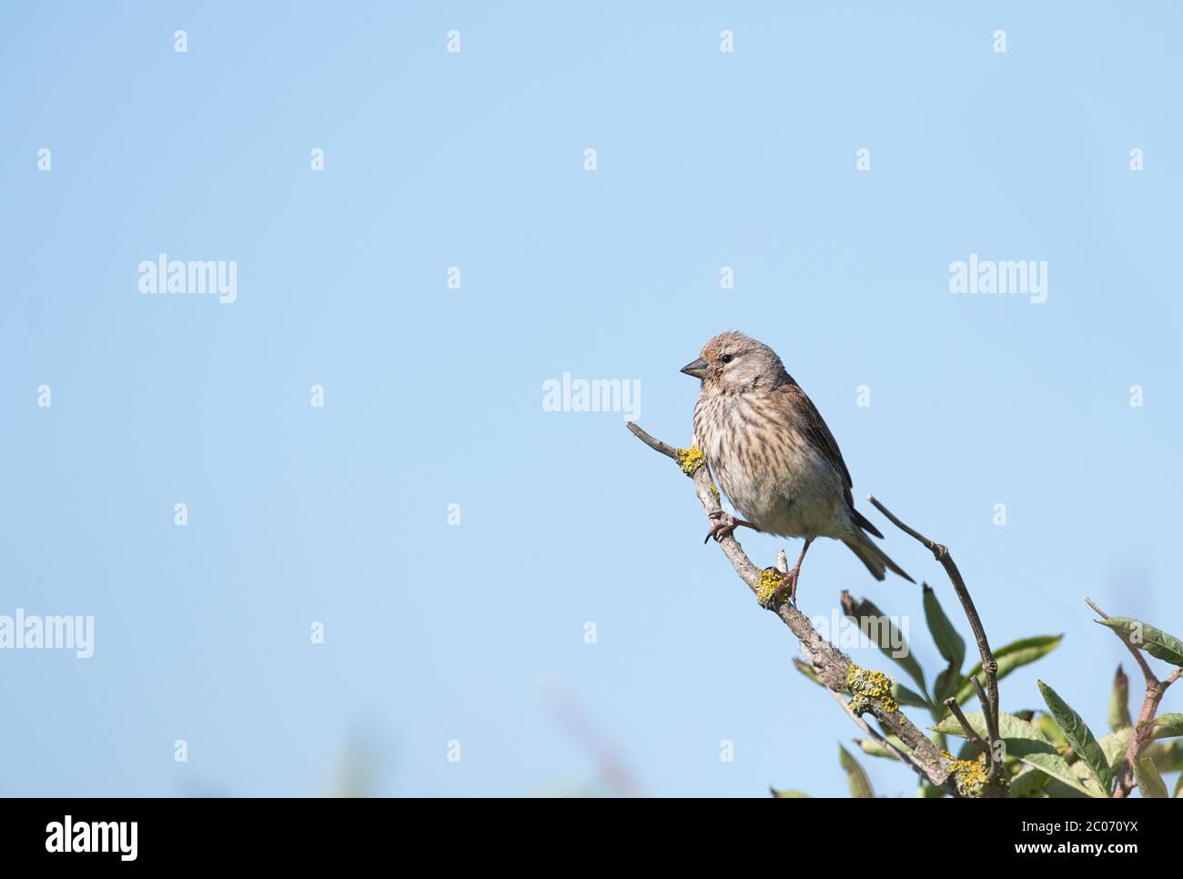 Female linnet bird hi-res stock photography and images - Alamy