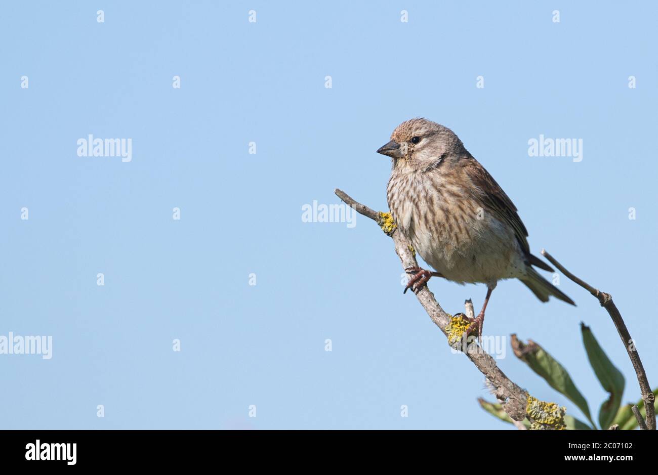 Female Linnet Uk High Resolution Stock Photography and Images - Alamy