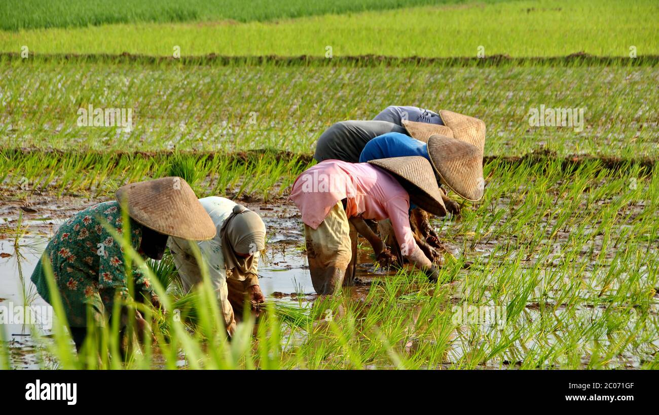 Farmers grow rice in the rainy season. They were soaked with water and ...