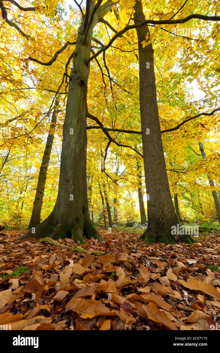 Sweet chestnut trees hi-res stock photography and images - Alamy