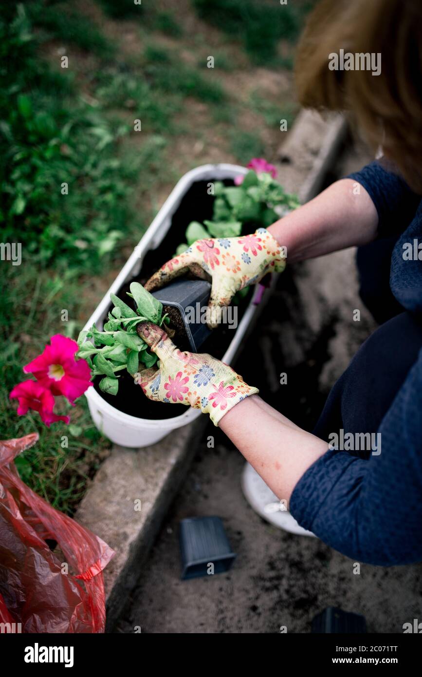 Gardener plants colorful herbs in garden soil Stock Photo - Alamy
