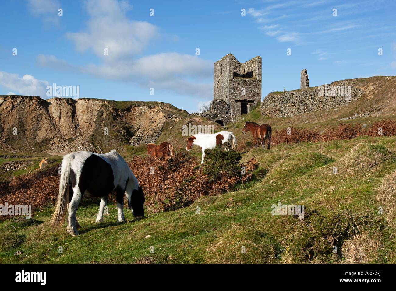Caradon Hill and ruins of old copper mine with wild ponies, Bodmin Moor ...