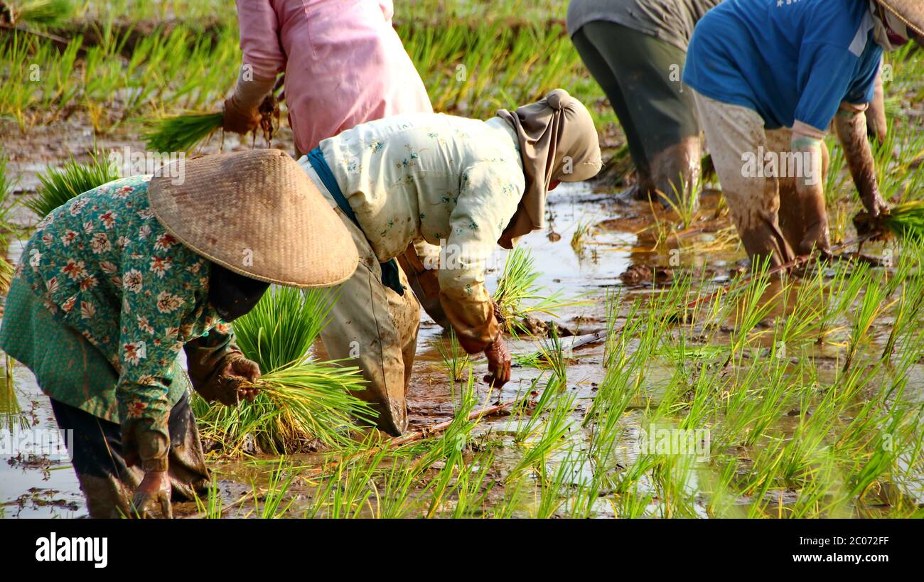 Farmers grow rice rainy season hi-res stock photography and images - Alamy