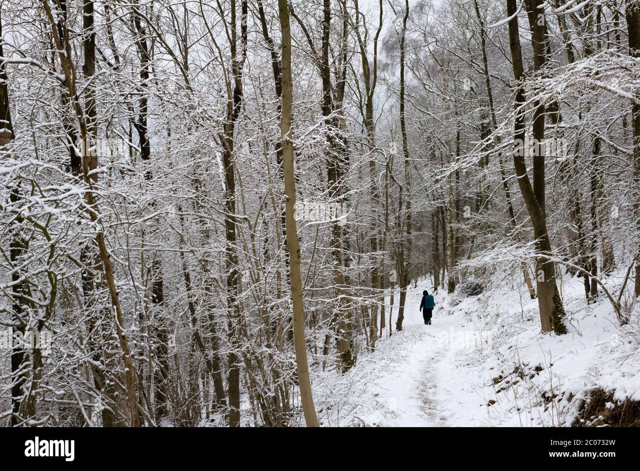 Woodland walker uk hi-res stock photography and images - Alamy