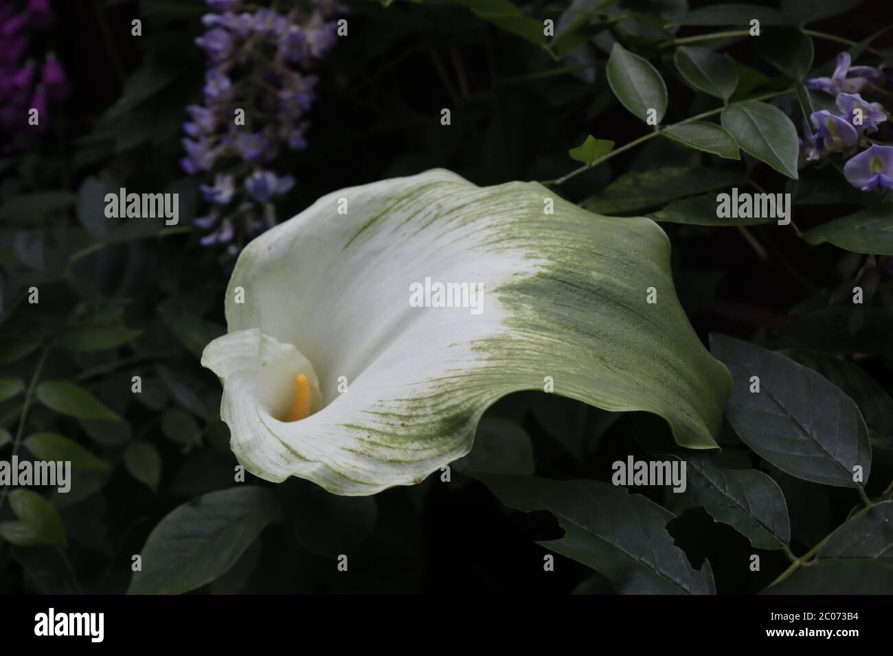 Green arum lily, big plant Stock Photo - Alamy