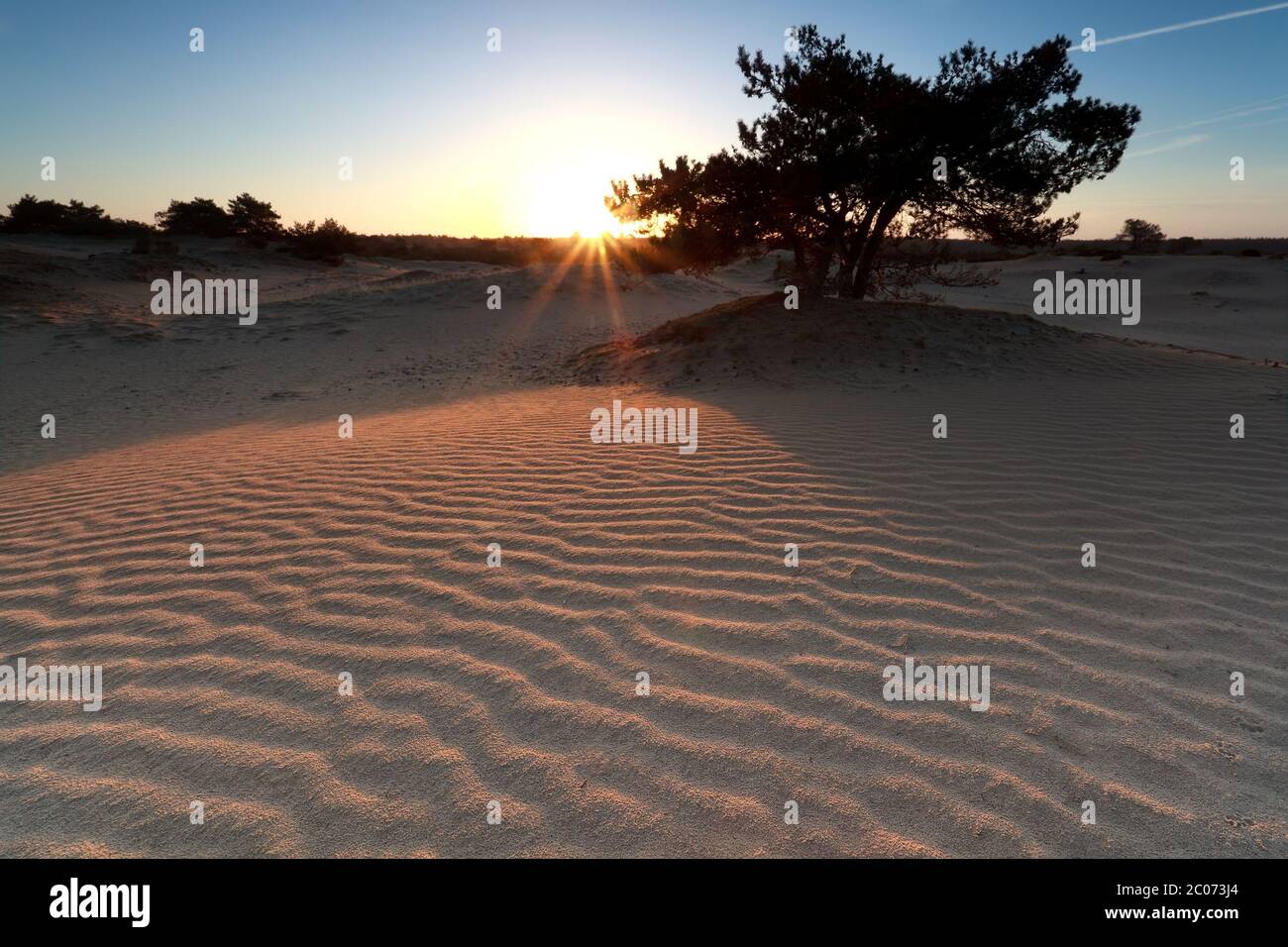Pine tree sand texture hi-res stock photography and images - Alamy
