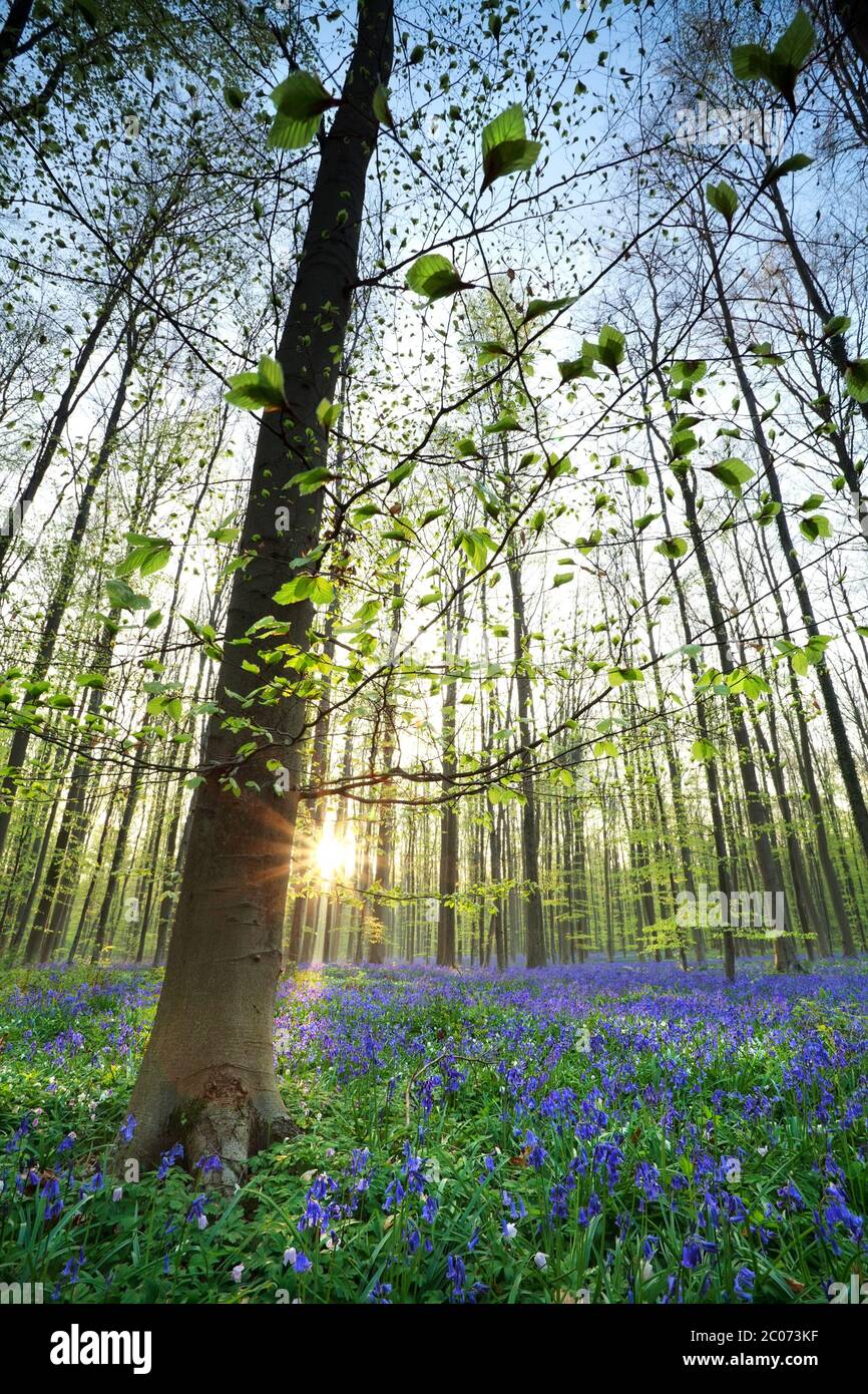 Bluebell forest hi-res stock photography and images - Alamy