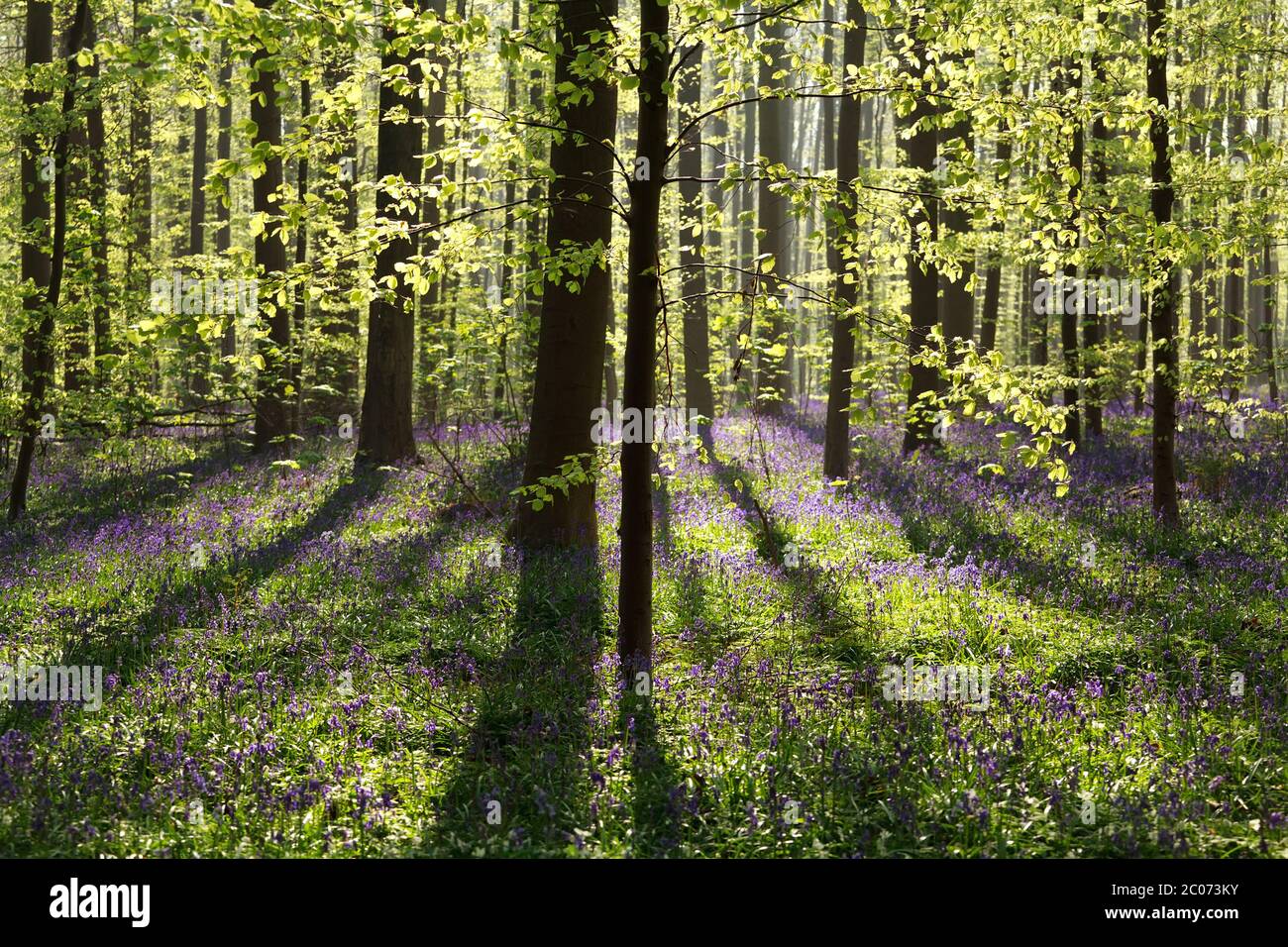 Spring forest flowers hi-res stock photography and images - Alamy