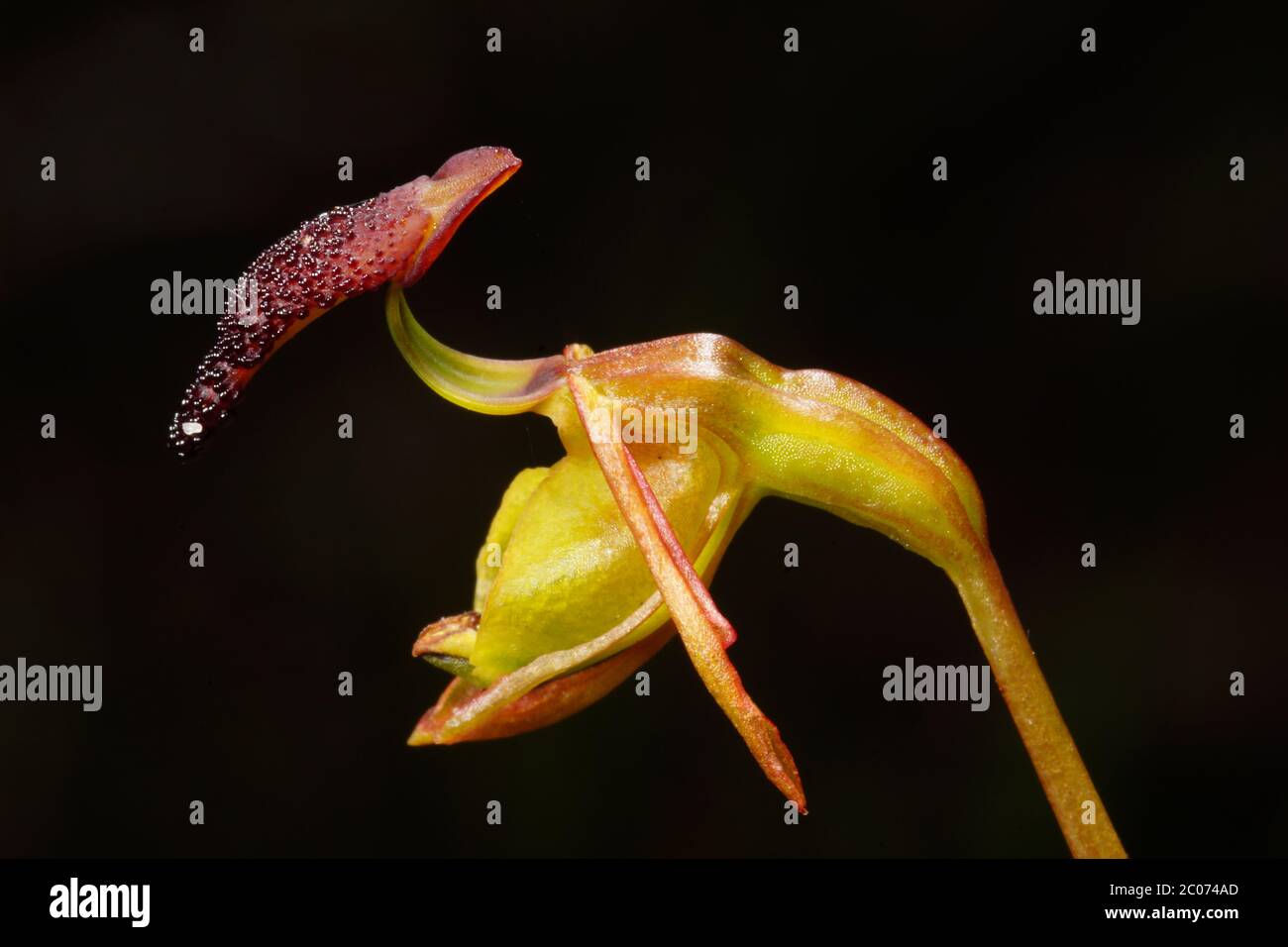 Flower of the rare Flying Duck Orchid, Paracaleana nigrita, lateral ...
