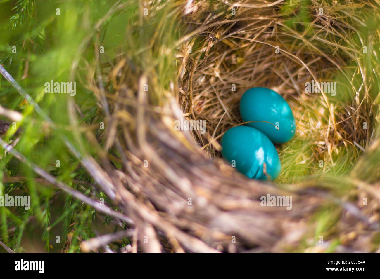 Bluebird eggs hi-res stock photography and images - Alamy