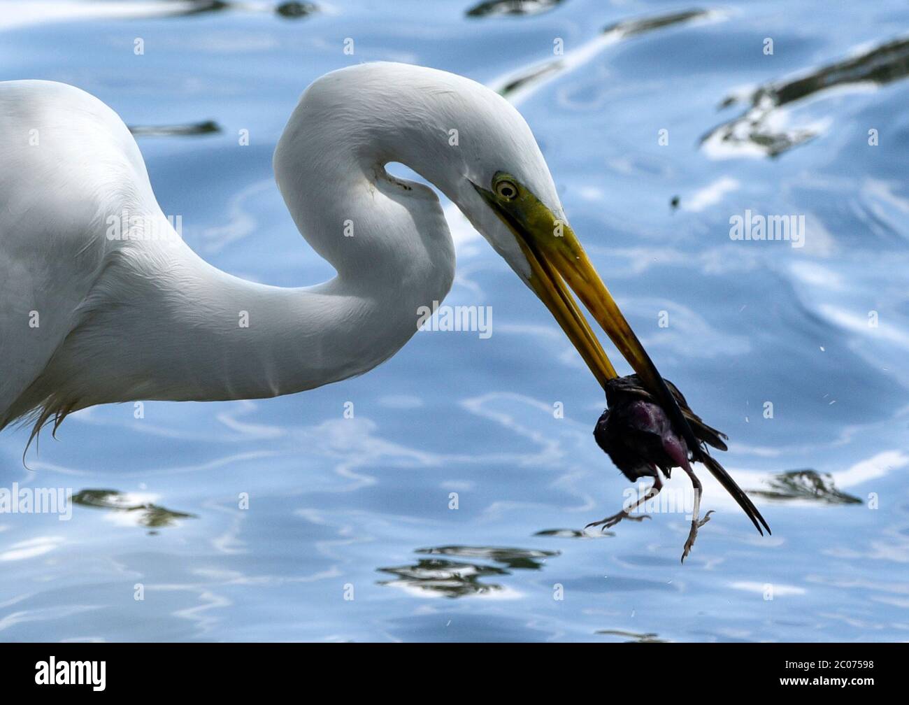 Jur pukhuri hi-res stock photography and images - Alamy