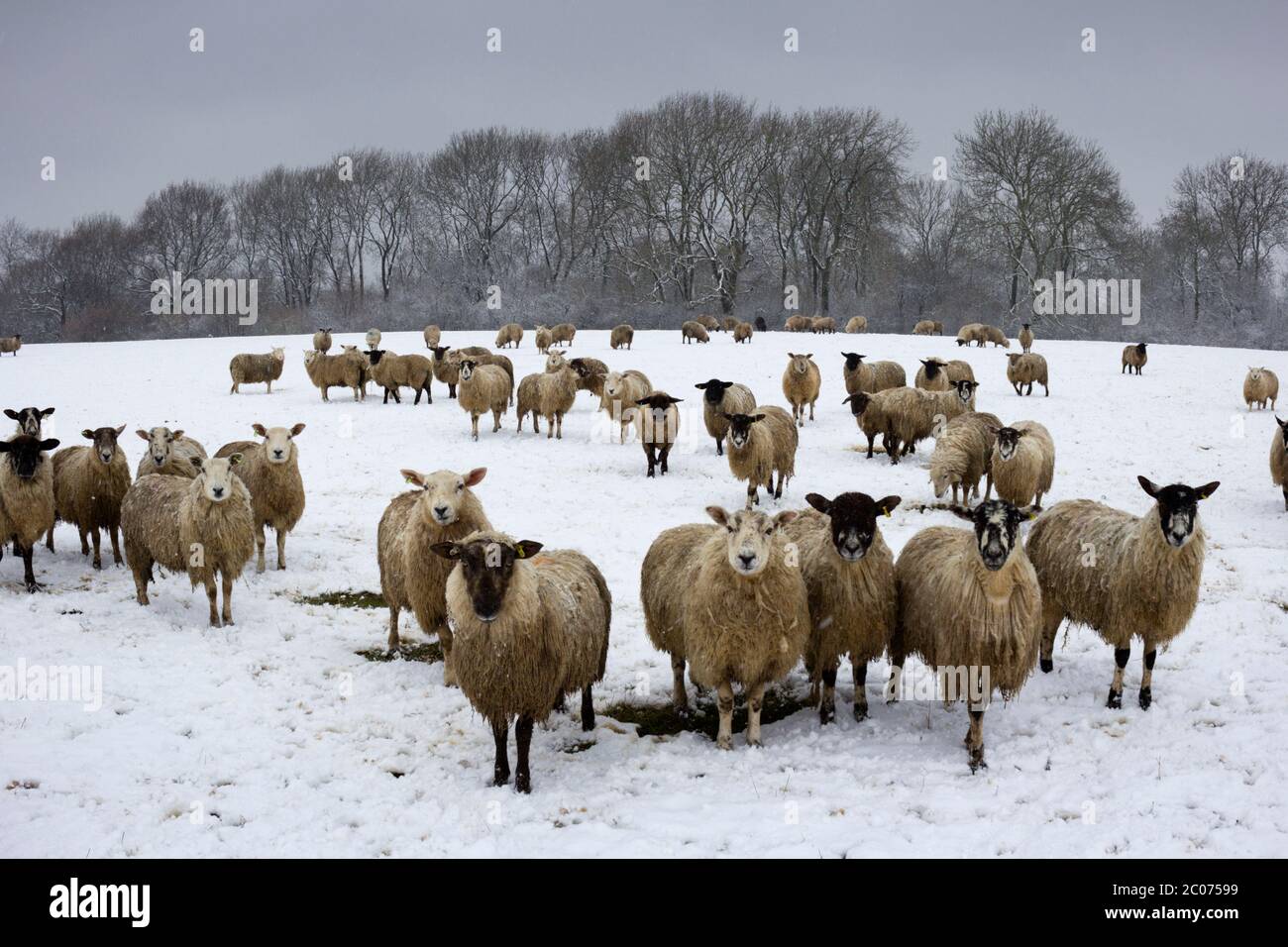 Sheep snow hi-res stock photography and images - Alamy
