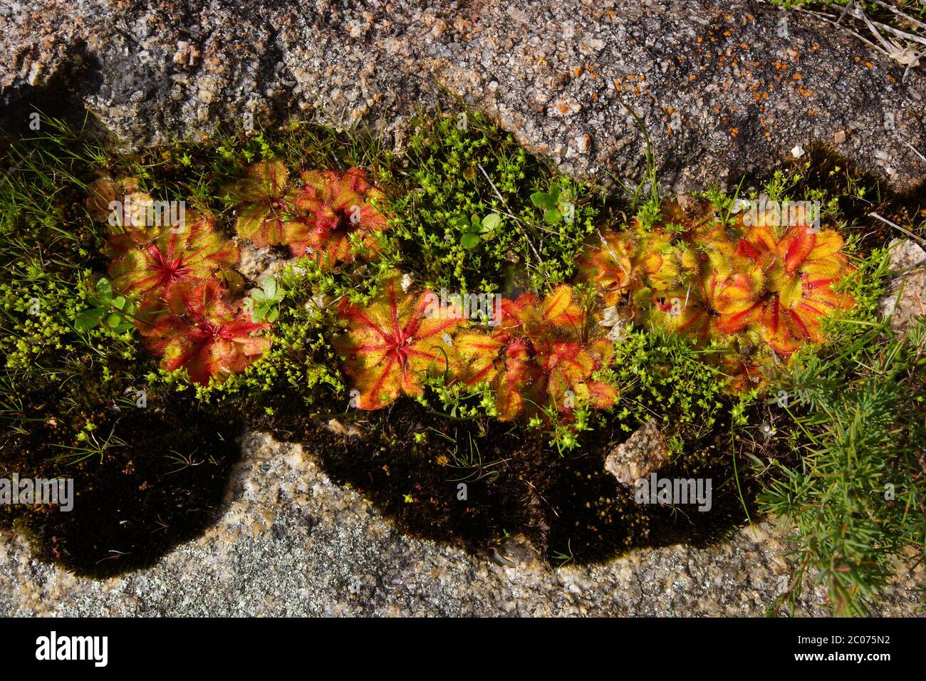 Australian wildflowers and geometric forms: colourful rosettes of the ...
