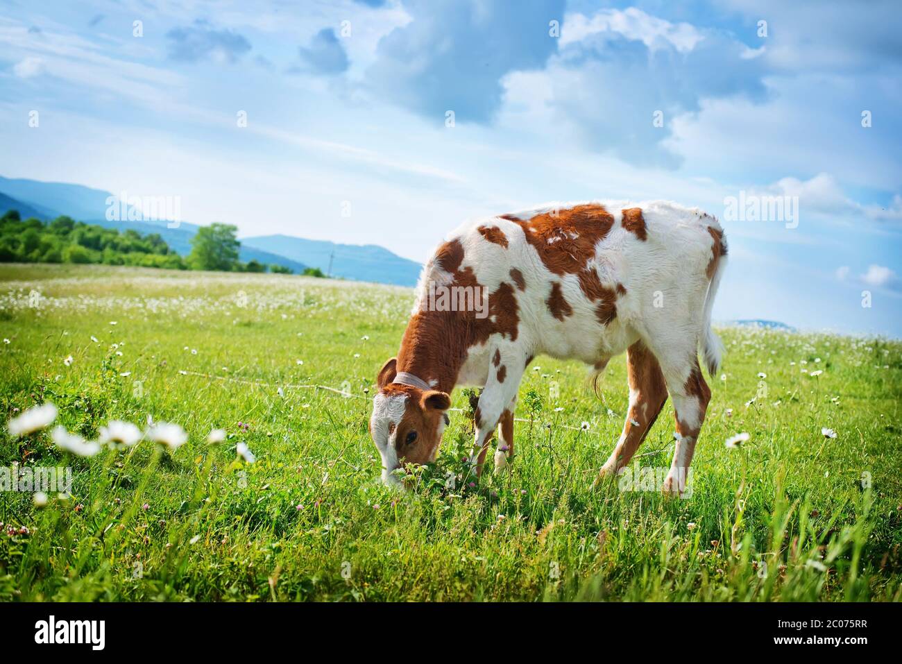 Milk caw hi-res stock photography and images - Alamy
