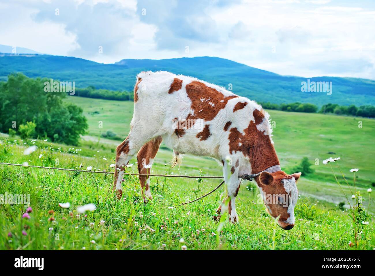 Milk caw hi-res stock photography and images - Alamy