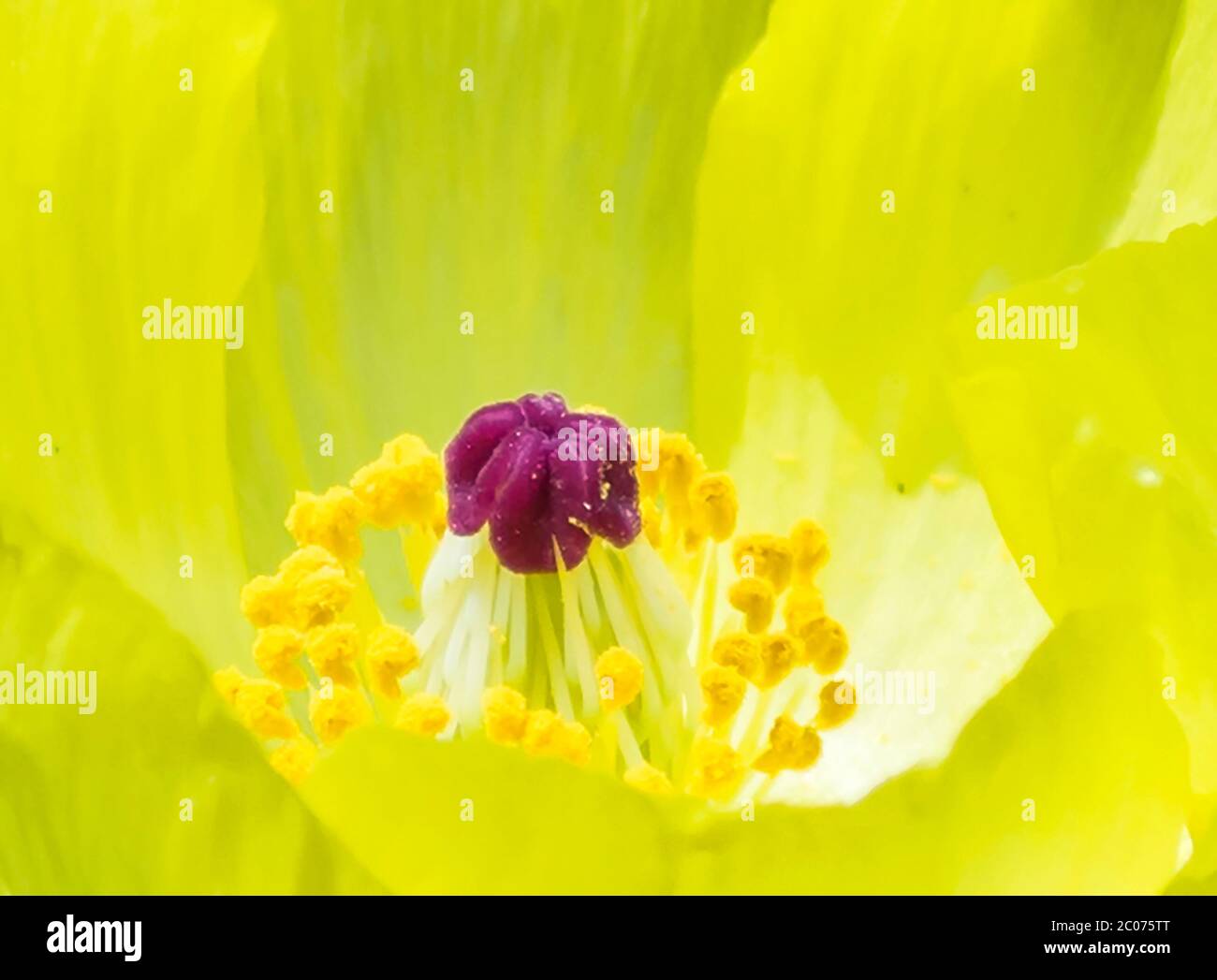 A wildflower (or wild flower) is a flower that grows in the wild ...