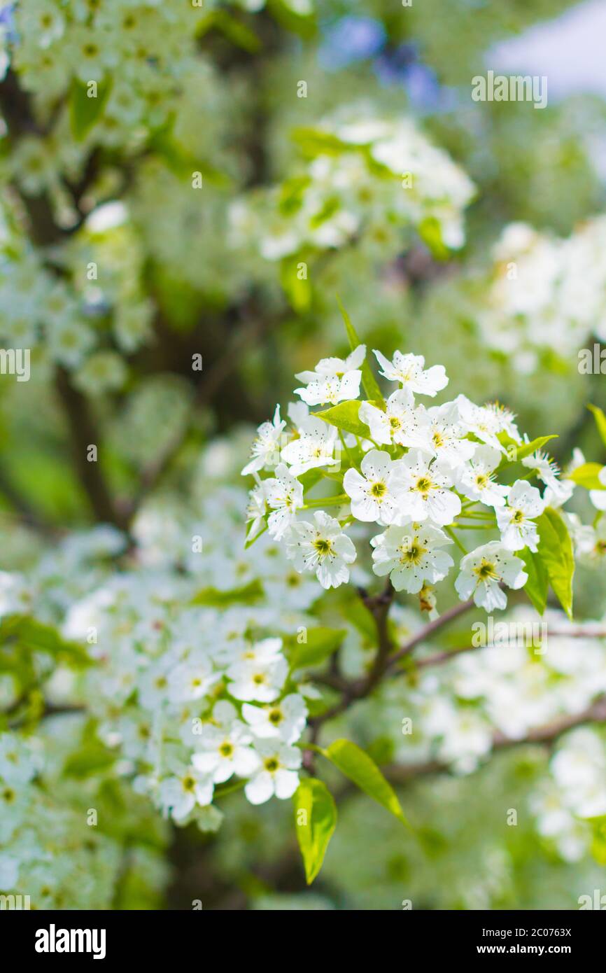 Ornamental Pear Tree Blooms Stock Photo - Alamy
