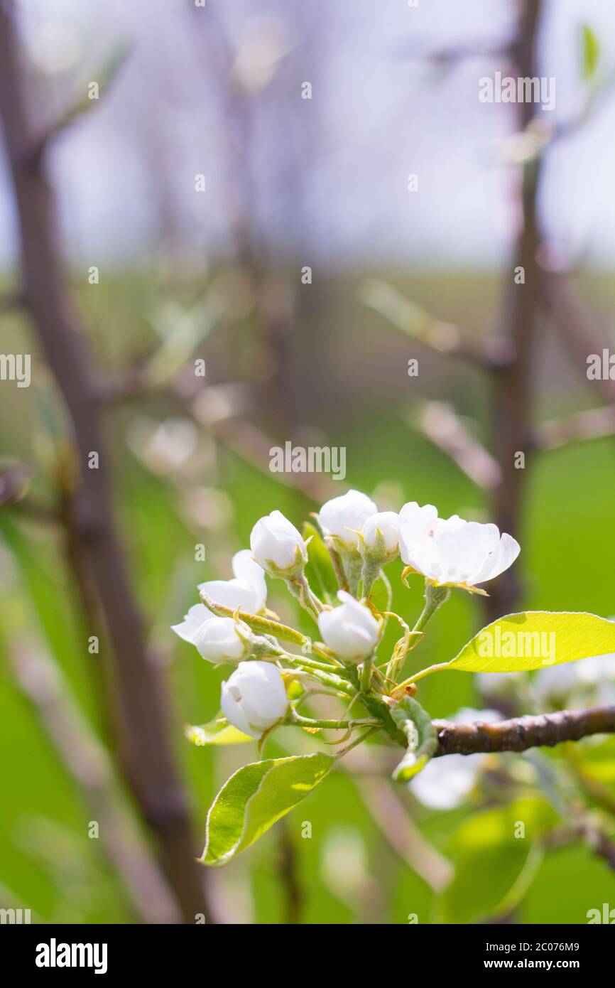 Closeup of a Flowering Plum Tree Stock Photo - Alamy