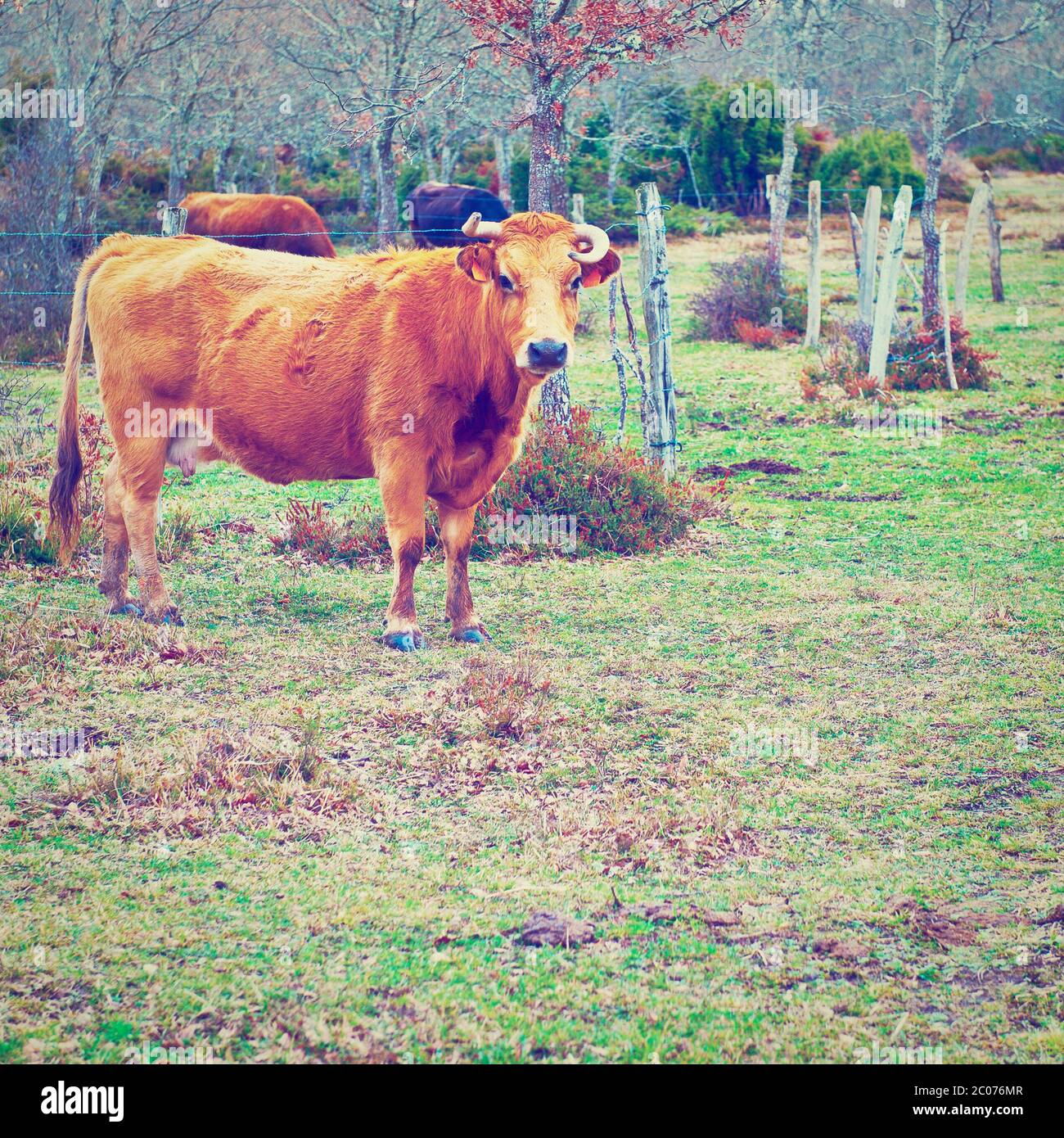 Grazing cow hi-res stock photography and images - Alamy