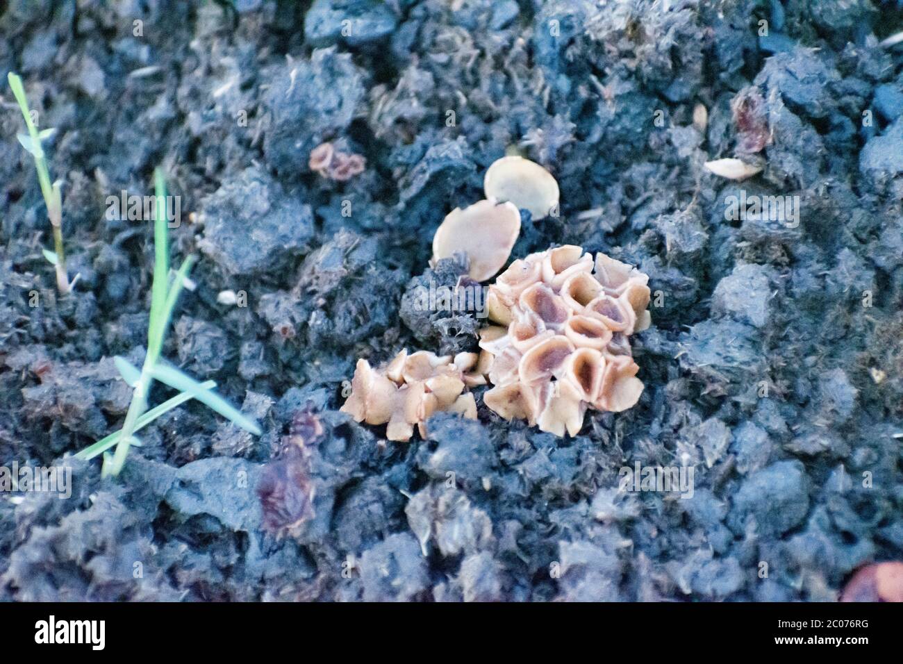 A wildflower (or wild flower) is a flower that grows in the wild ...