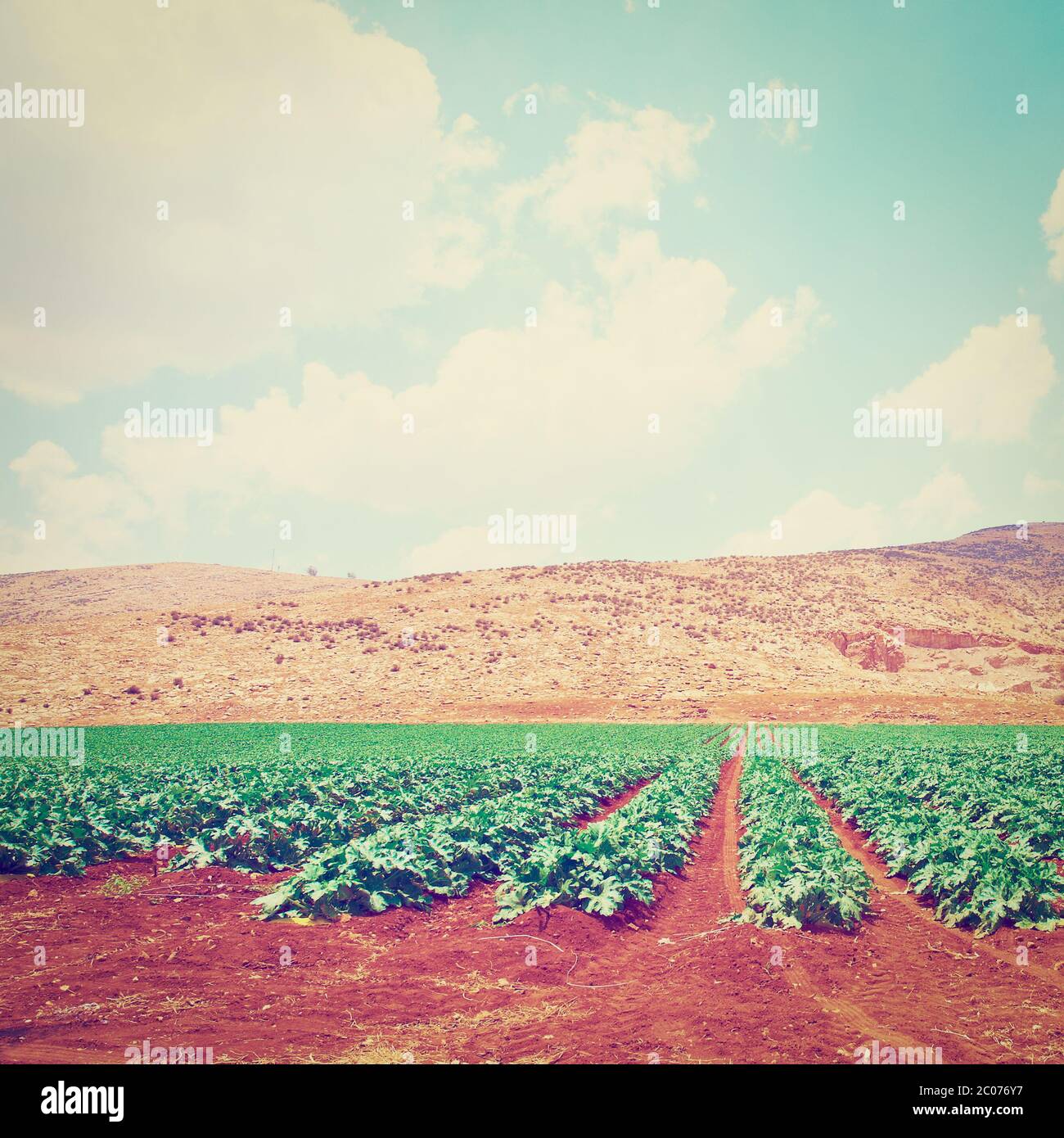 Desert pumpkin hi-res stock photography and images - Alamy