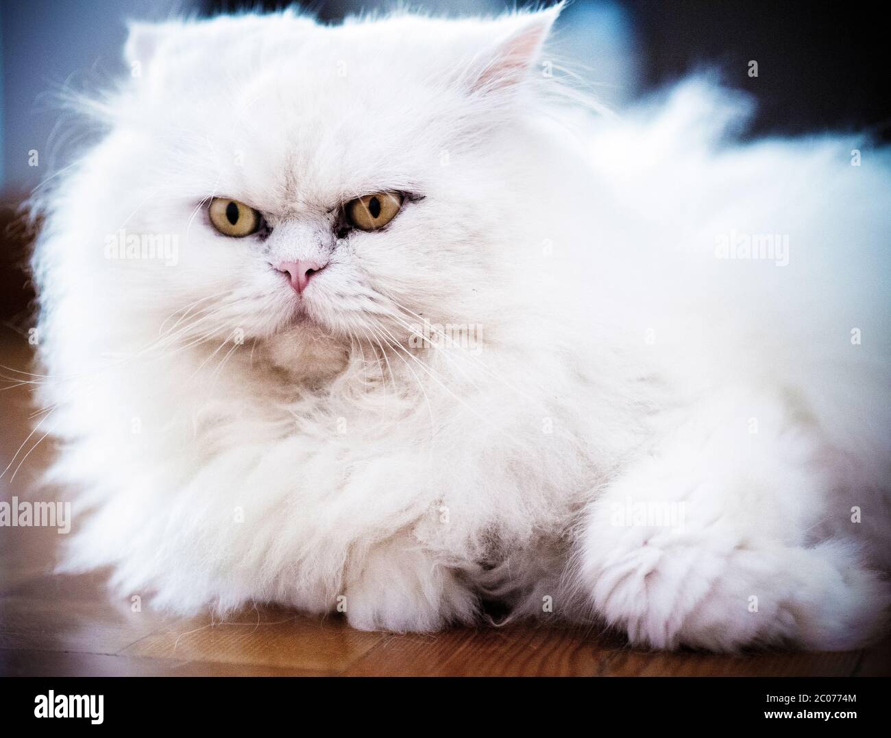 Fluffy white cat relaxing at home Stock Photo - Alamy