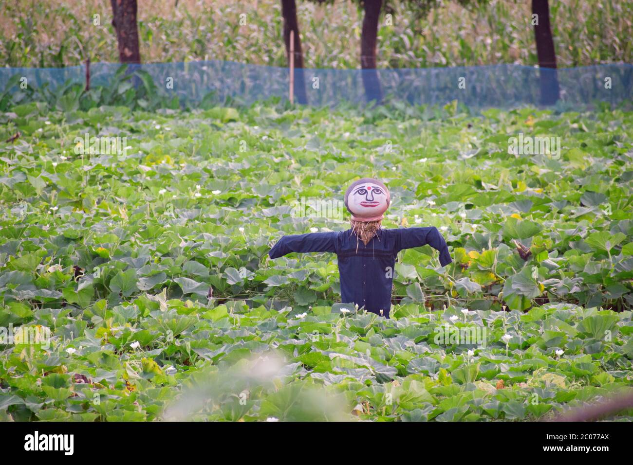 A scarecrow is a decoy or mannequin, often in the shape of a human ...