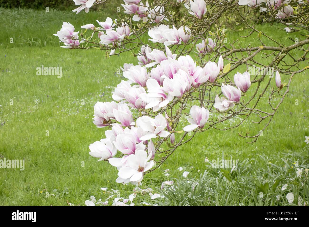 Gorgeous magnolia hi-res stock photography and images - Alamy