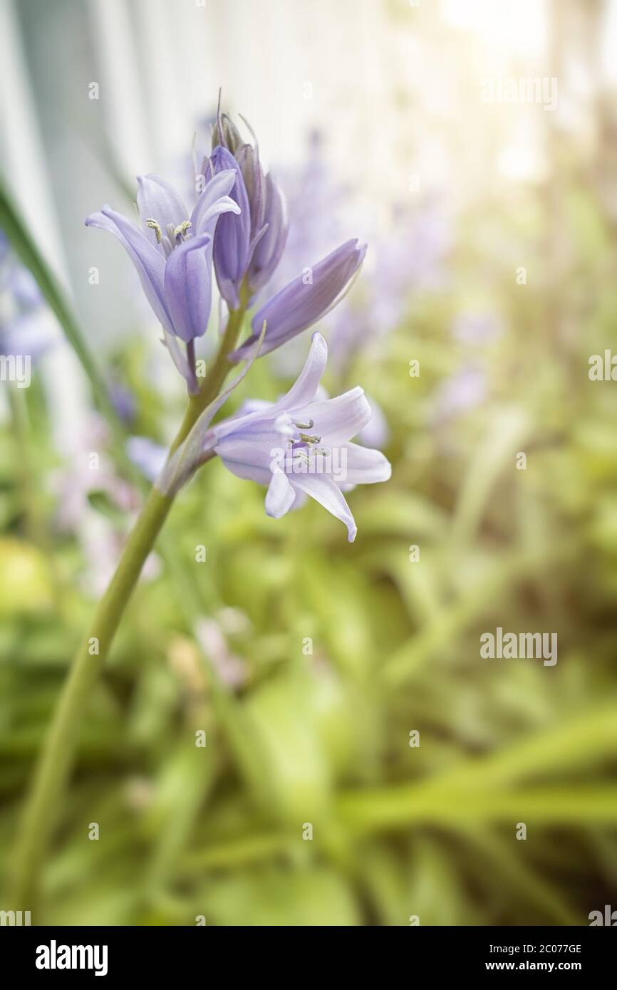 English bluebell white background hi-res stock photography and images ...