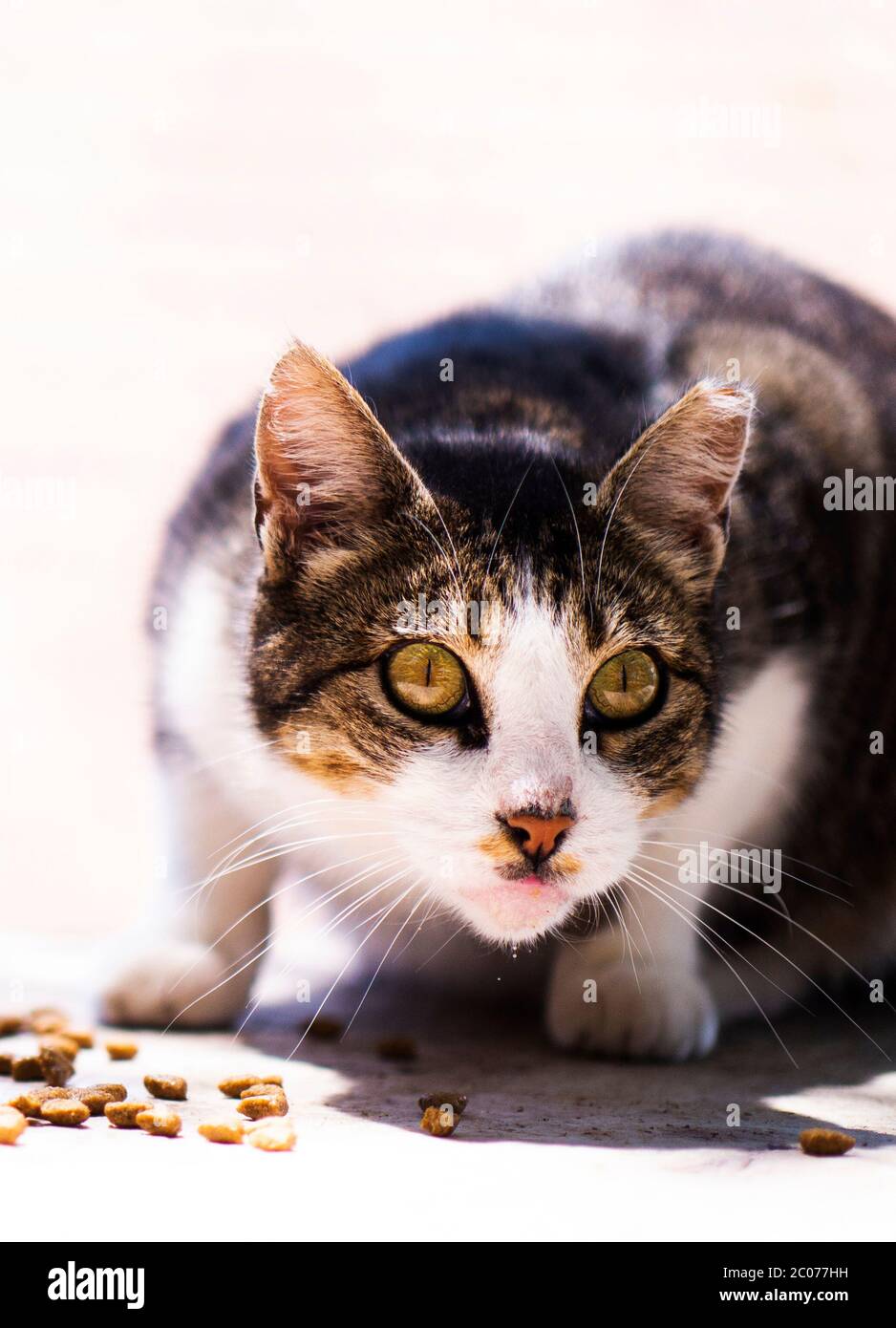 Alert cat hi-res stock photography and images - Alamy