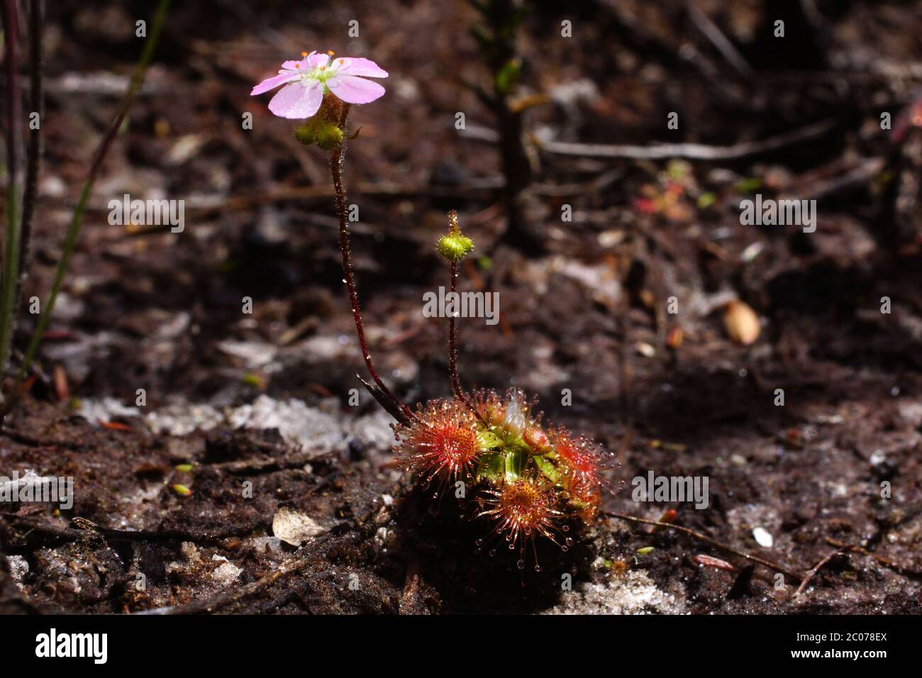 Carnivorous Pygmy sundew with pink flower, lateral view, natural ...