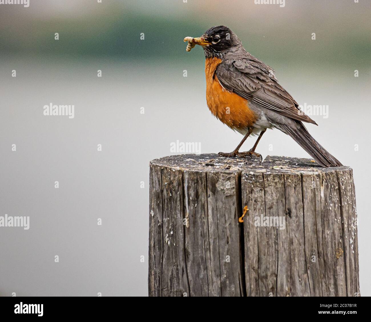 An American Robin with not one but two grubs in its mouth Stock Photo ...