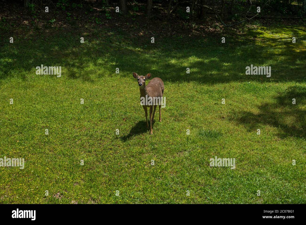 Pregnant doe hi-res stock photography and images - Alamy