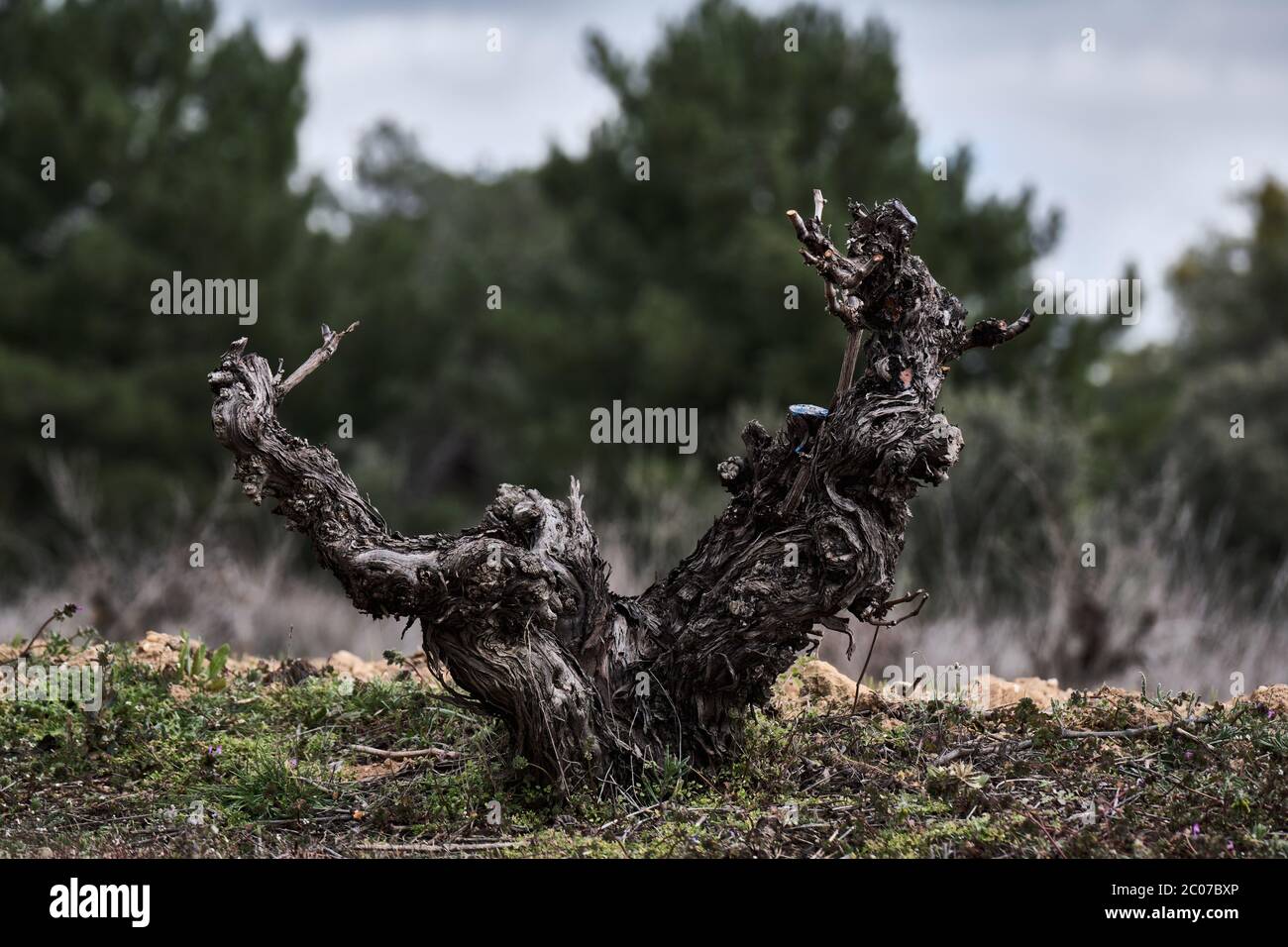 Old grapevine hi-res stock photography and images - Alamy