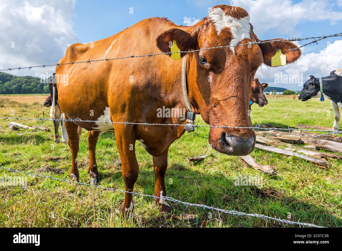 Animal behind fence hi-res stock photography and images - Alamy