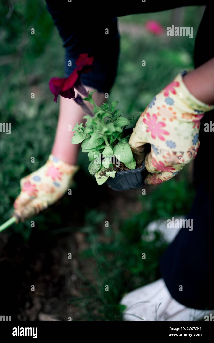 Gardener plants colorful herbs in garden soil Stock Photo - Alamy