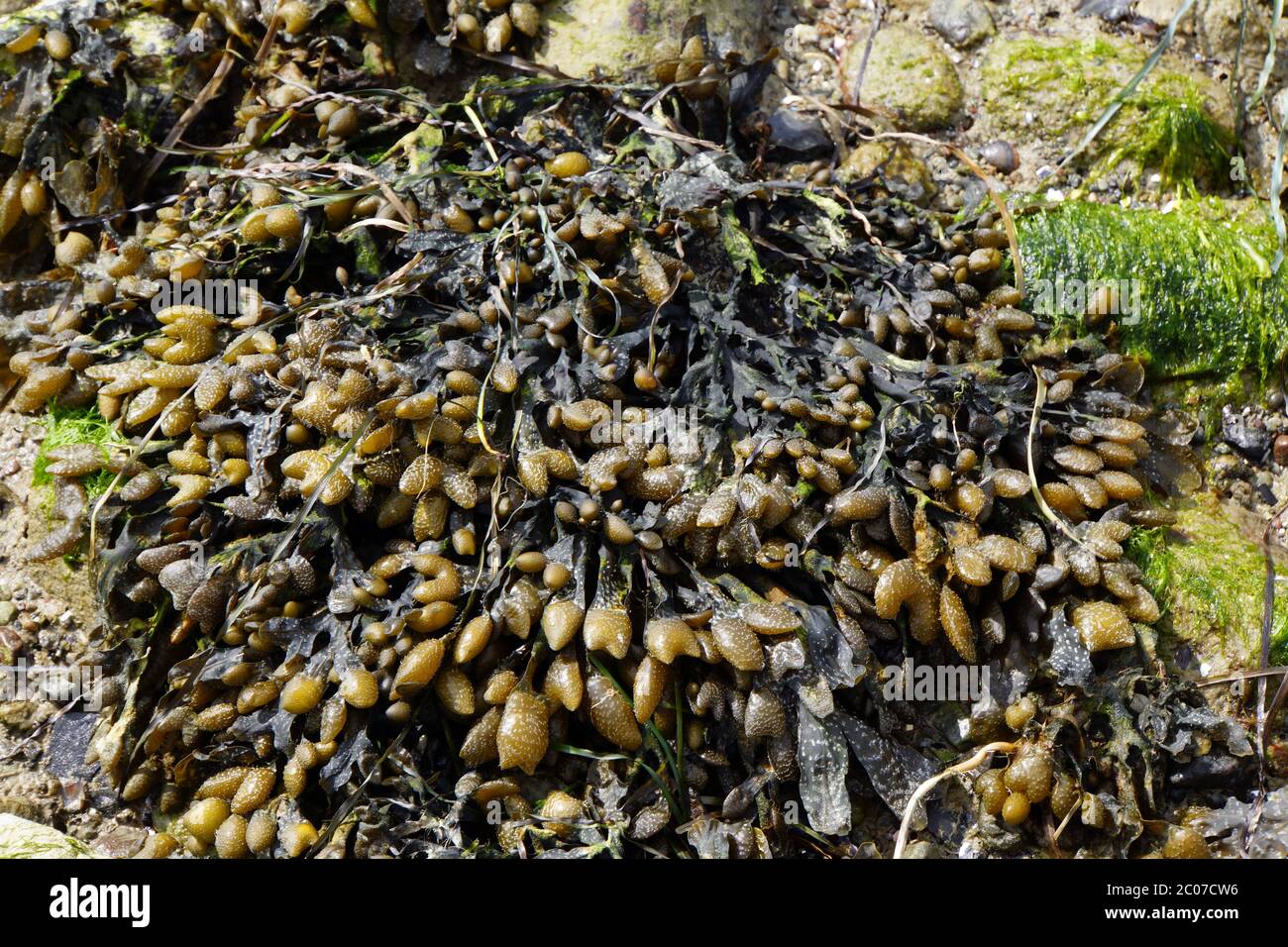 Seaweed on the beach Stock Photo - Alamy