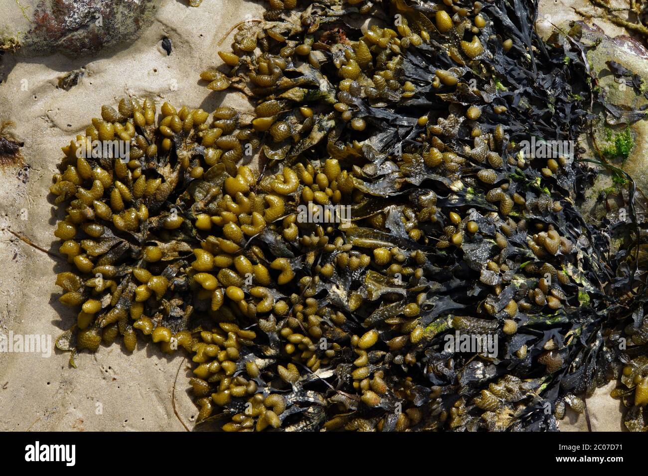 Seaweed on the beach Stock Photo - Alamy